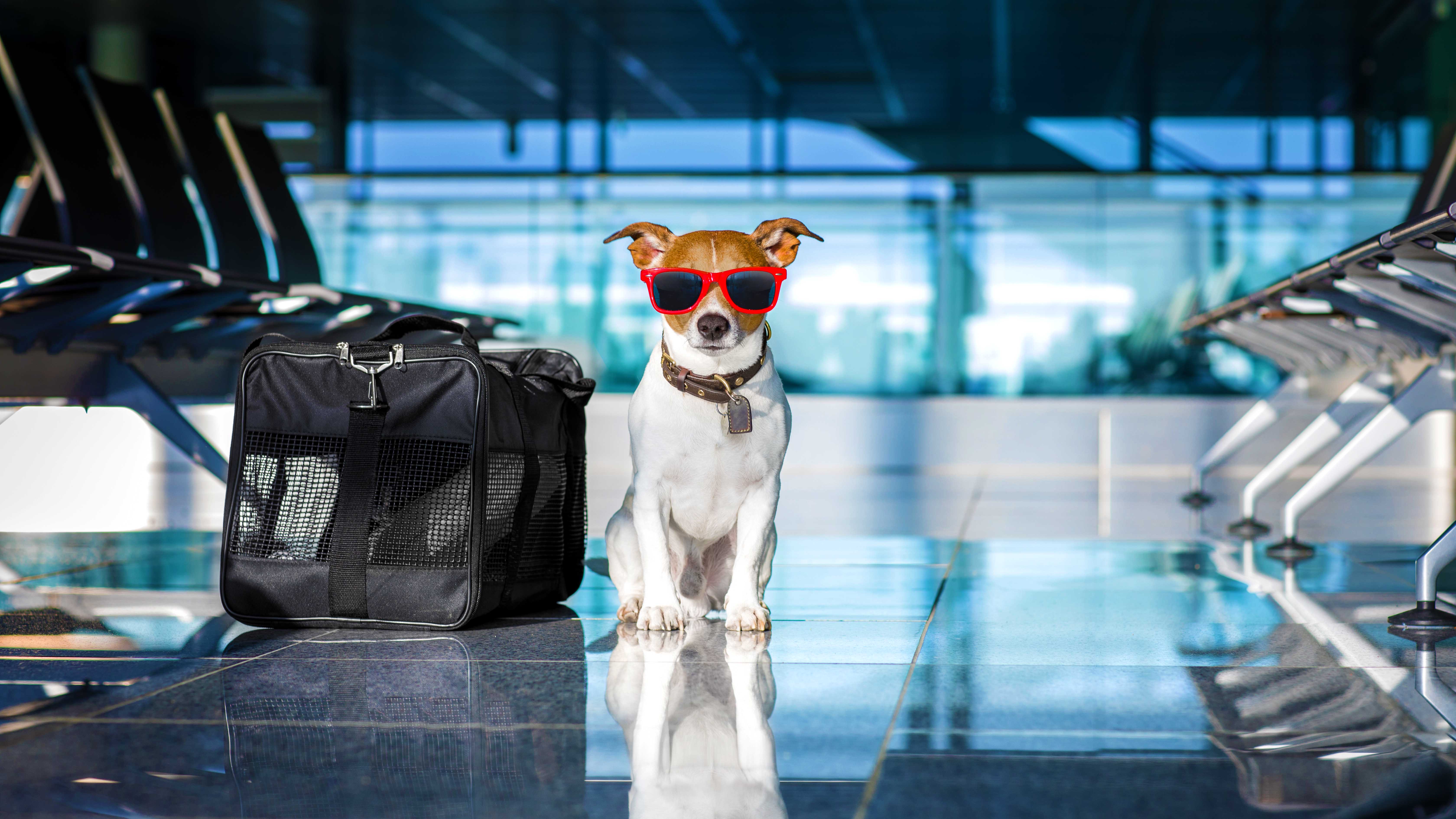 Off Leash in 3 Weeks