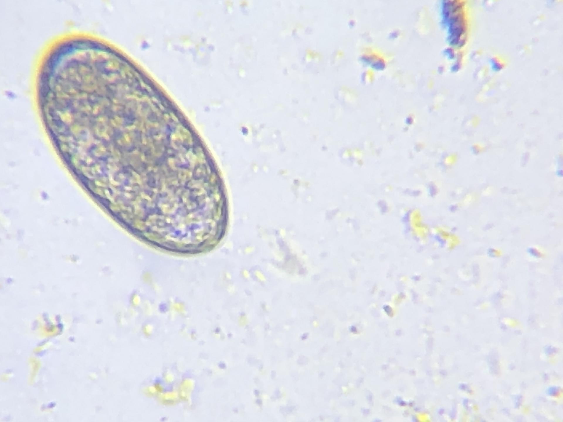 My Parasite Control Plan Binder