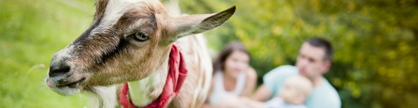 Prepare for Goats video course for new goat owners