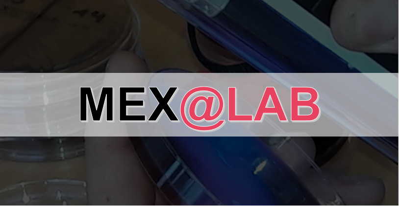 Overzicht MEXCELLENCE BV