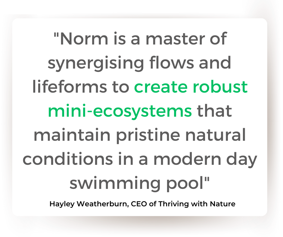 How to Build a Modern Natural Pool without Mud